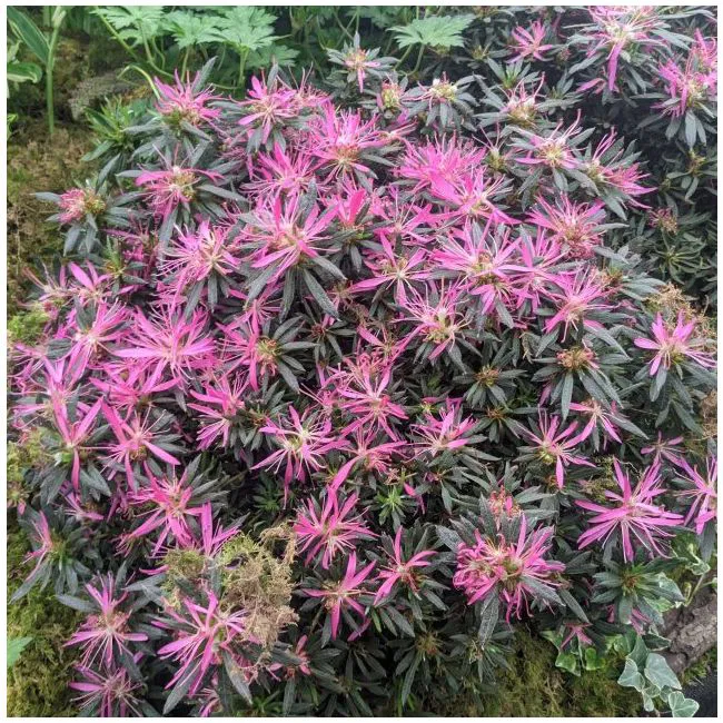 Rhododendron Azalea Star Style Pink