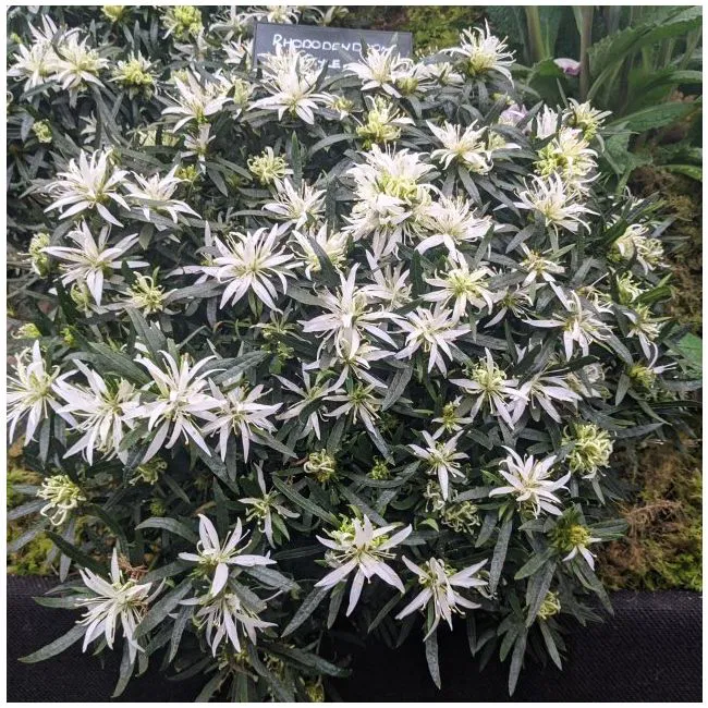 Rhododendron Azalea Star Style White