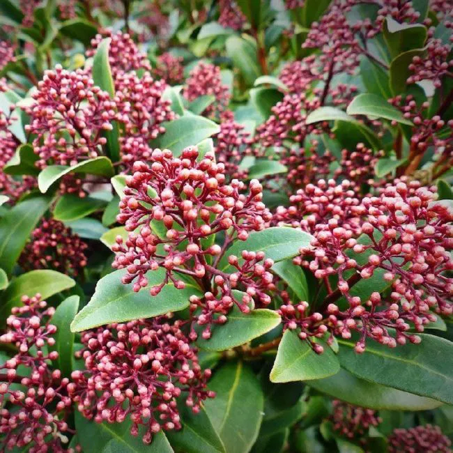 Skimmia jap. Rubesta