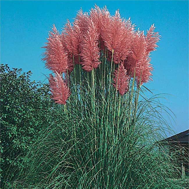 Cortaderia selloana Rosea
