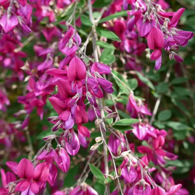 Lespedeza thunbergii (Japanska lespedeza)
