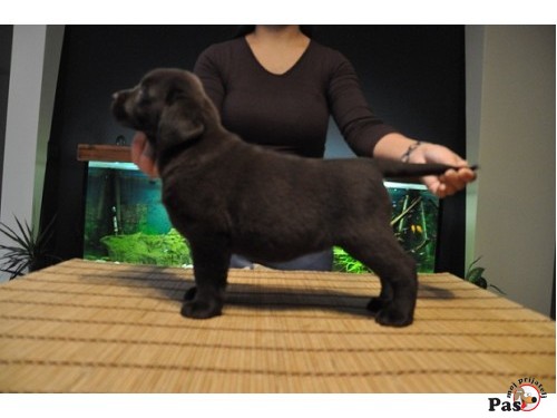 Labrador retriver