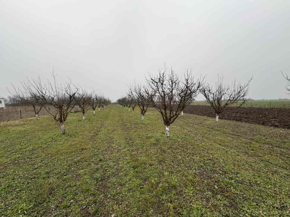Plac Ugrinovci centar, 110 ari + voćnjak
