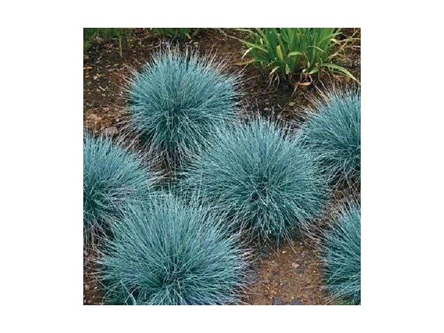 Festuca Glauca - plava trava (100 semenki)