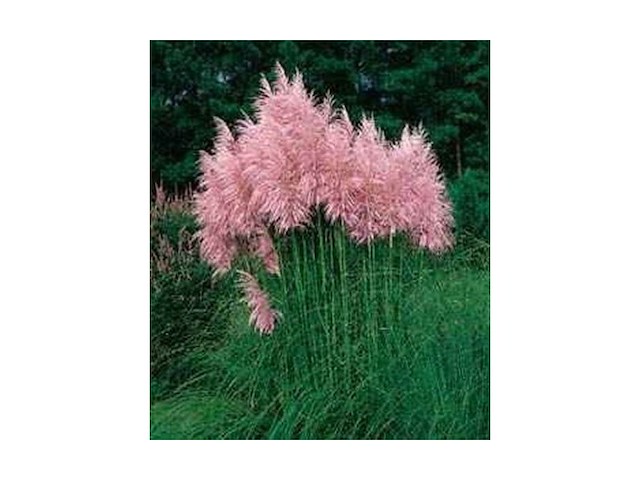 Pampas trava Pink (50 semenki) Cortaderia Selloana