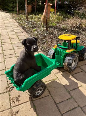 Neobični crni štenci traže dom