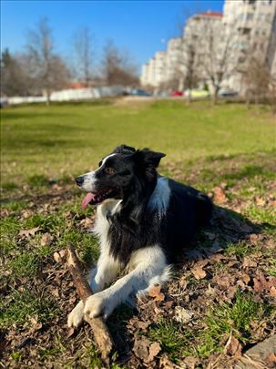 Prelep mužjak Border collie, vrhunskog porekla