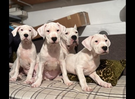 Dogo Argentino, štene