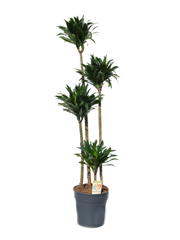 Dracena ‘Compacta’