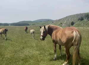 Prodaja Ostale nekretnine - Boljevac