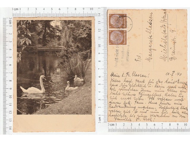 Schwäne, Swan, labudovi, Darmstadt, Nemačka