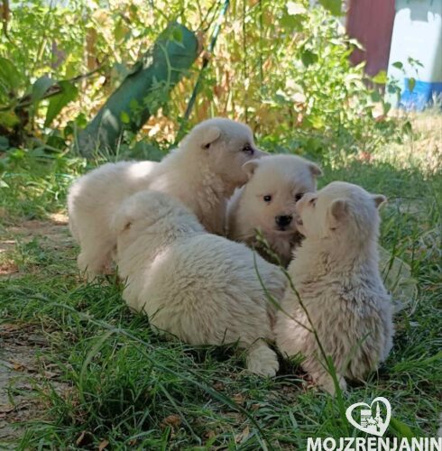 Nemački špic, prelepi beli štenci