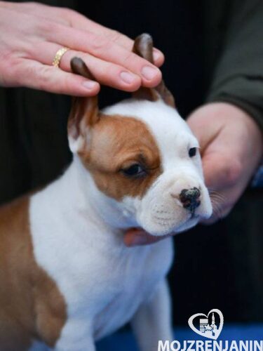 Američki Stafordski terijer štenci