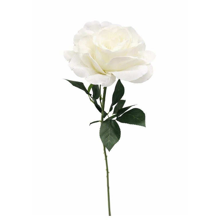Cvet ROSE 1183181/1 - White - EDL