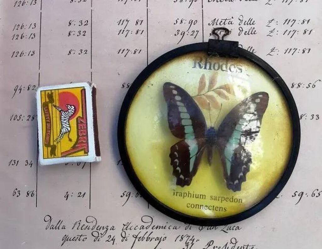 Vintage Graphium Sarpedon Metalni Ram Taxidermy. Prelep, prepariran