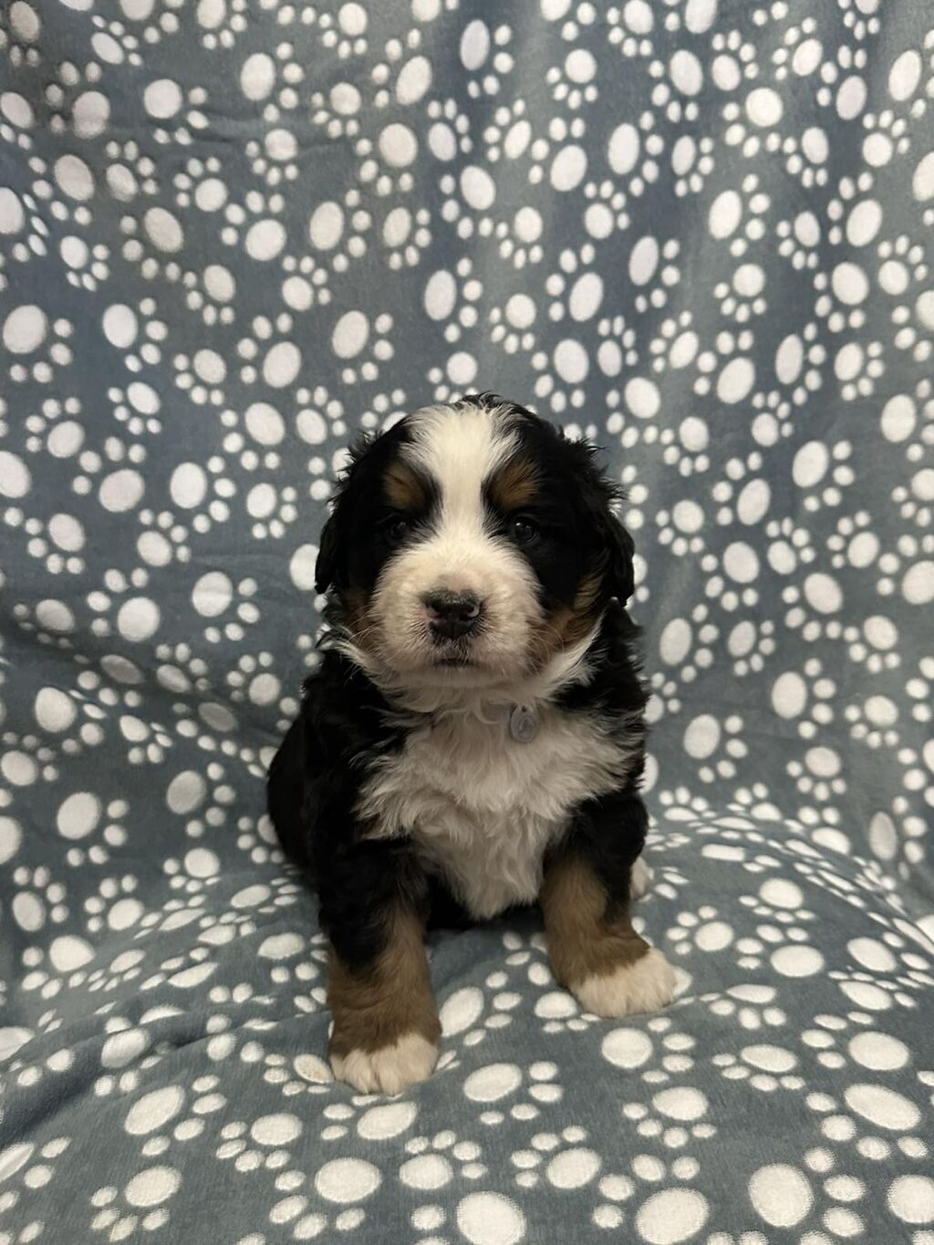 Štenci bernskog planinskog psa - Rasa: bernski planinski pas (Bernese