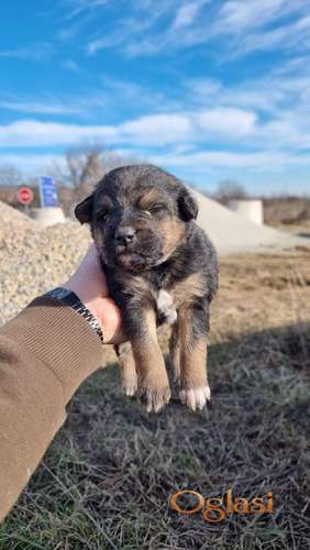 Mesanci hitno traže domove