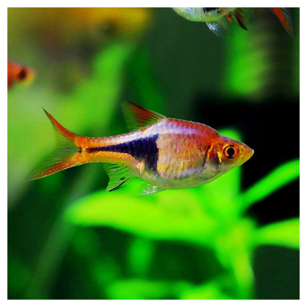 Trigonostigma heteromorpha - Harlequin Rasbora