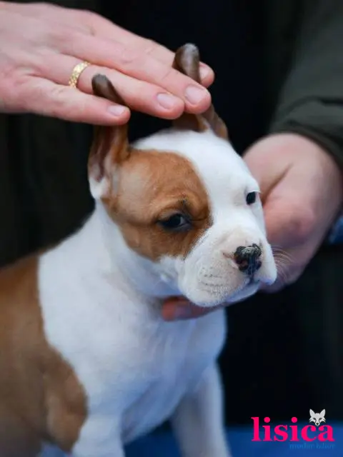 Američki Stafordski terijer štenci