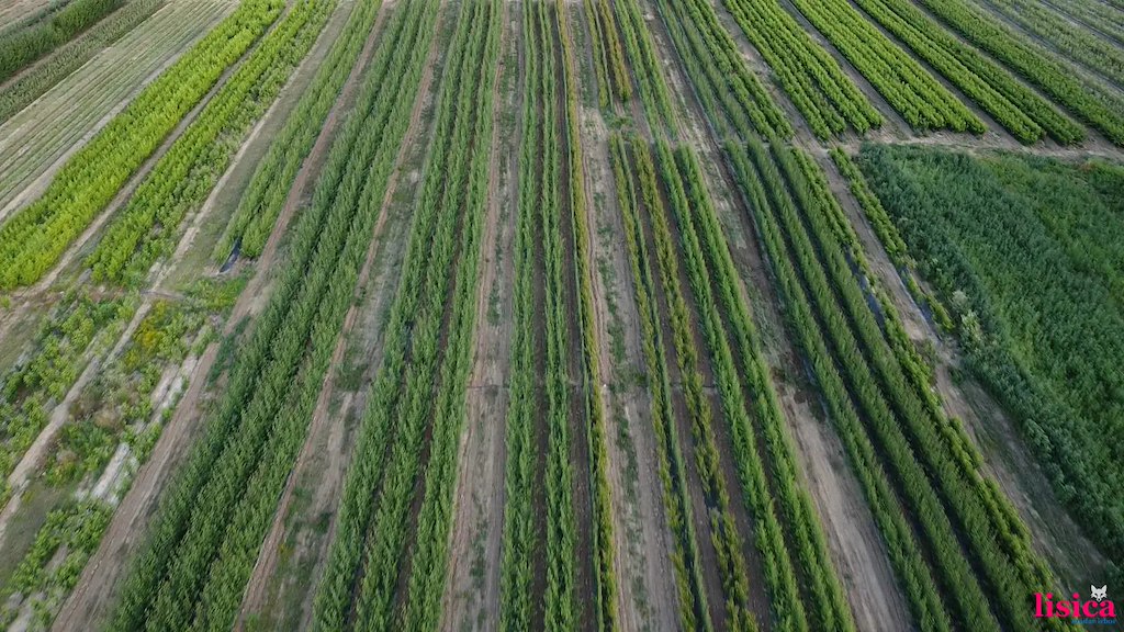 Ukrasne i voćne sadnice Rasadnik Prestiž