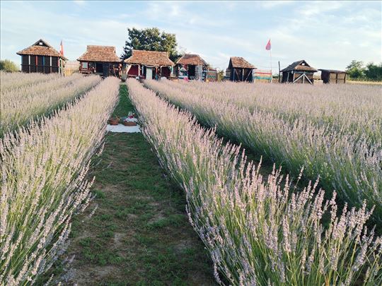 Polje lavande i smilja