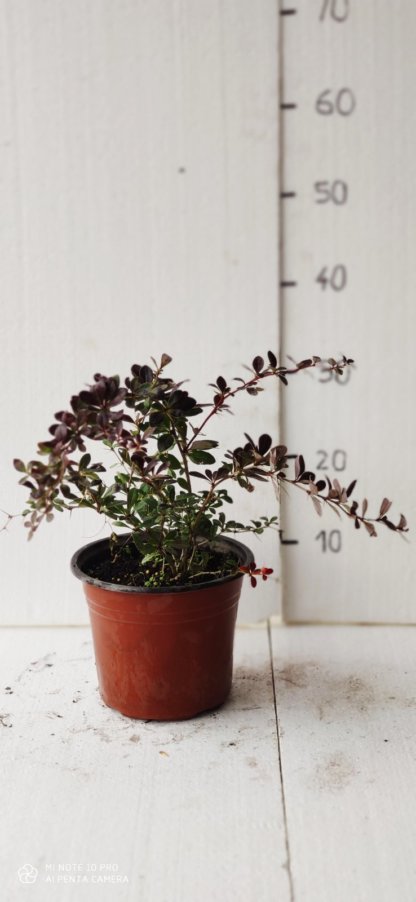 Berberis Thunbergli „Artropurpurea“