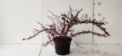 Berberis „Red dream“