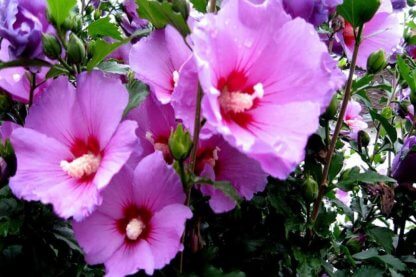 Hibiskus – Roze