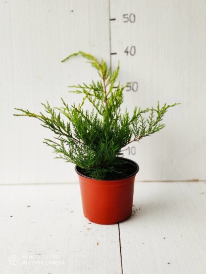 Juniperus media „Old Gold“
