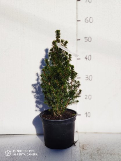 Picea globosum „Conica“