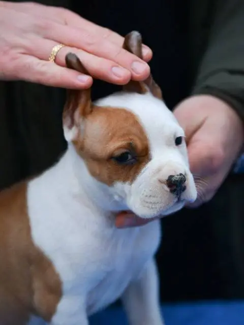 Američki Stafordski terijer štenci