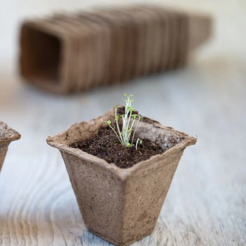 Biorazgradive Saksije, 16 komada