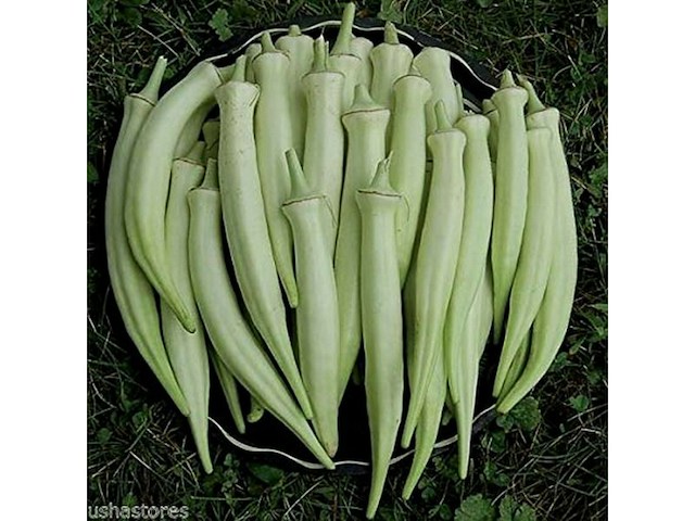 Bamija - okra silver (20 semenki)