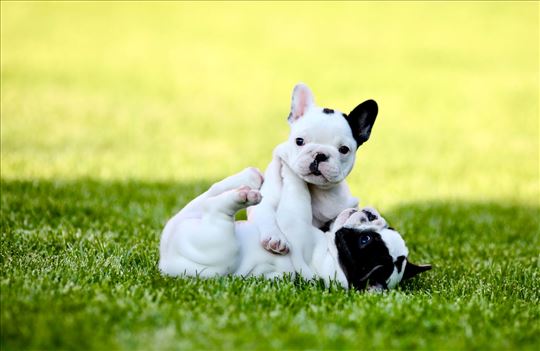 Francuski buldog, štene odličnog porekla