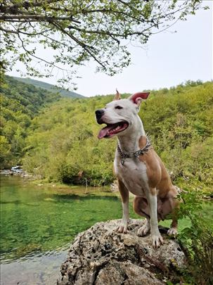 Pouzdano i brižno čuvanje pasa