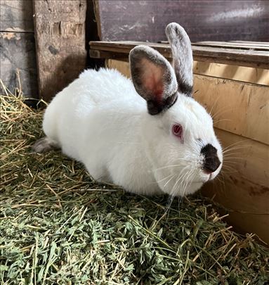 hajkom kunići zečevi - više uzrasta