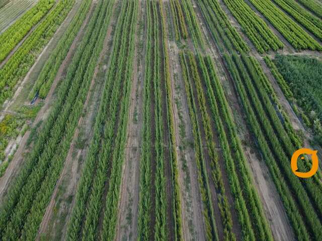 Ukrasne i vocne sadnice Rasadnik Prestiž