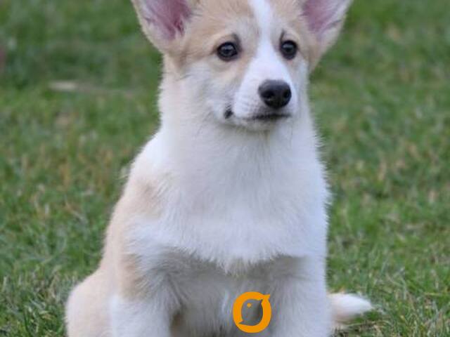 Velški Korgi Welsh Corgi Pembroke