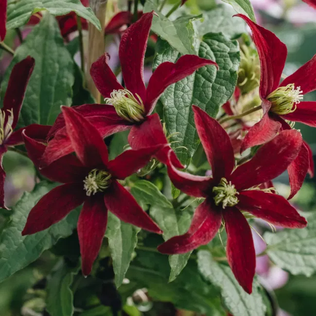 Clematis Glorious Red