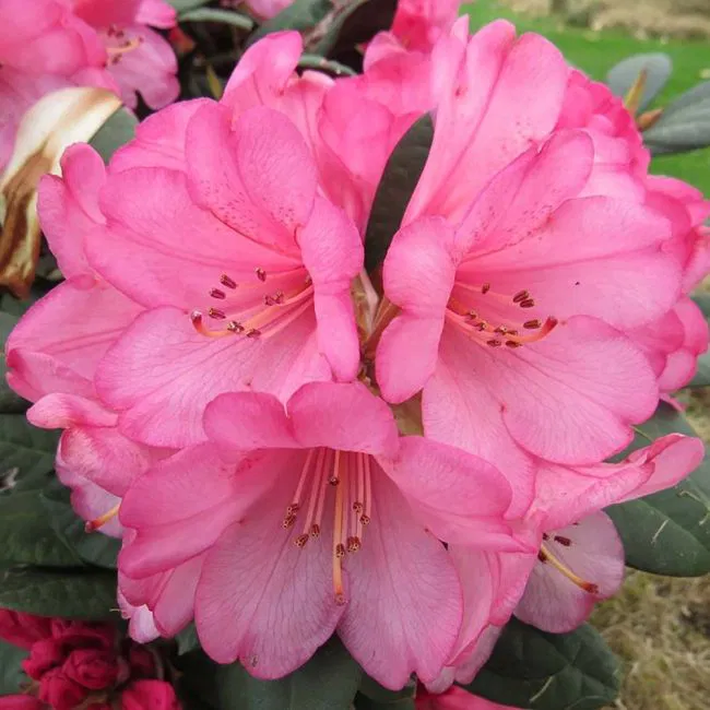 Rhododendron 'Wine & Roses'