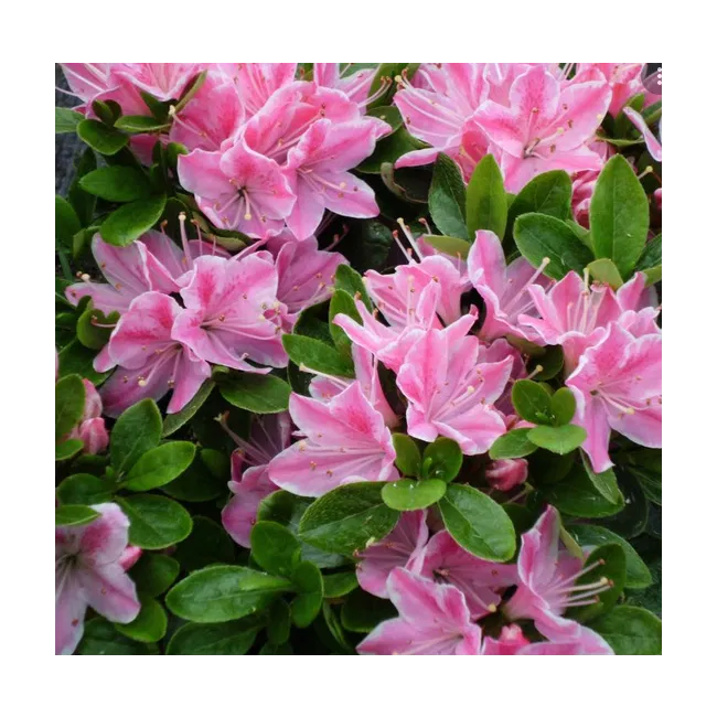 Rhododendron (Azalea) Kermesina