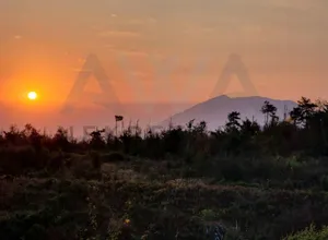 Prodaja Plac - Boljevac