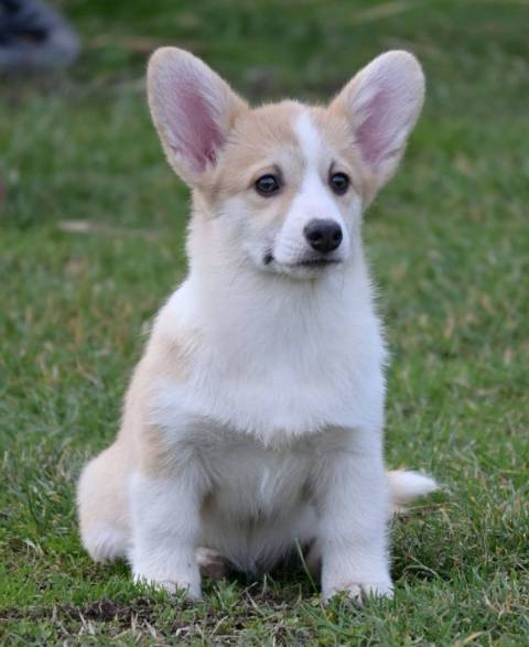 Velški Korgi Welsh Corgi Pembroke