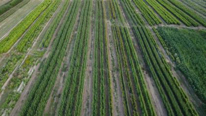 UKRASNE I VOCNE SADNICE RASADNIK PRESTIŽ