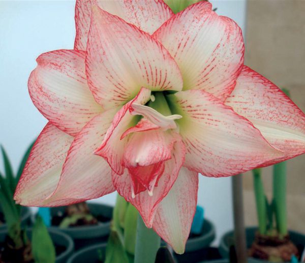 AMARYLLIS Double Record