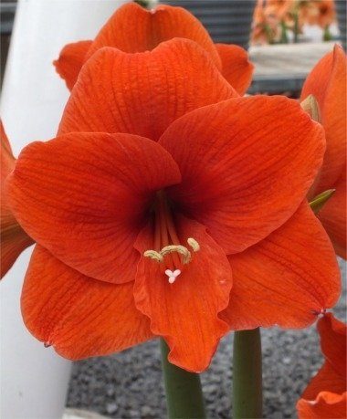 Amaryllis Single Orange – Naranja
