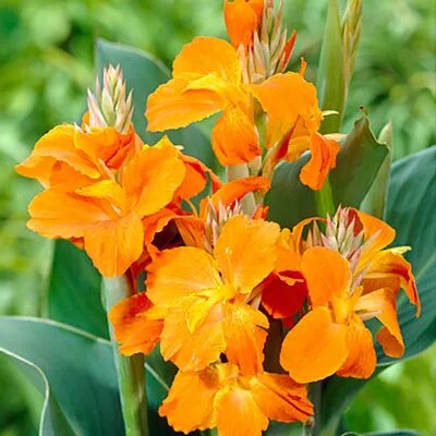 Canna Orange