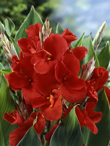 Canna Red