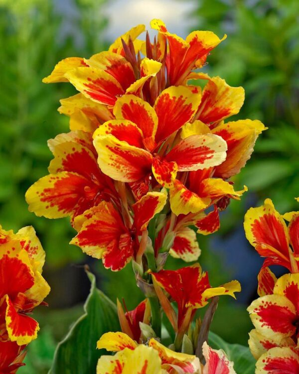 Canna Red/Yellow