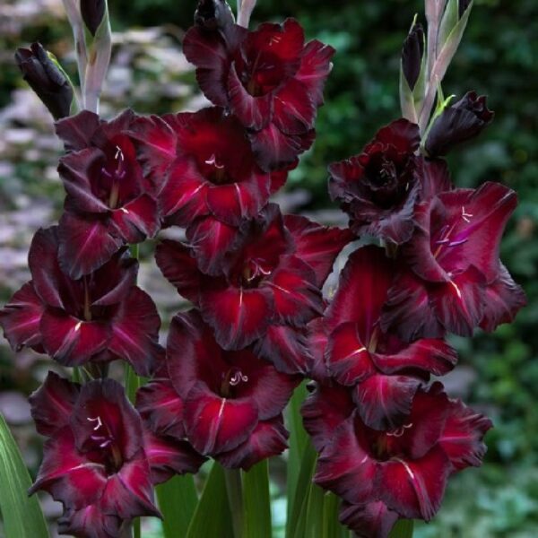 Gladiolus Black Star